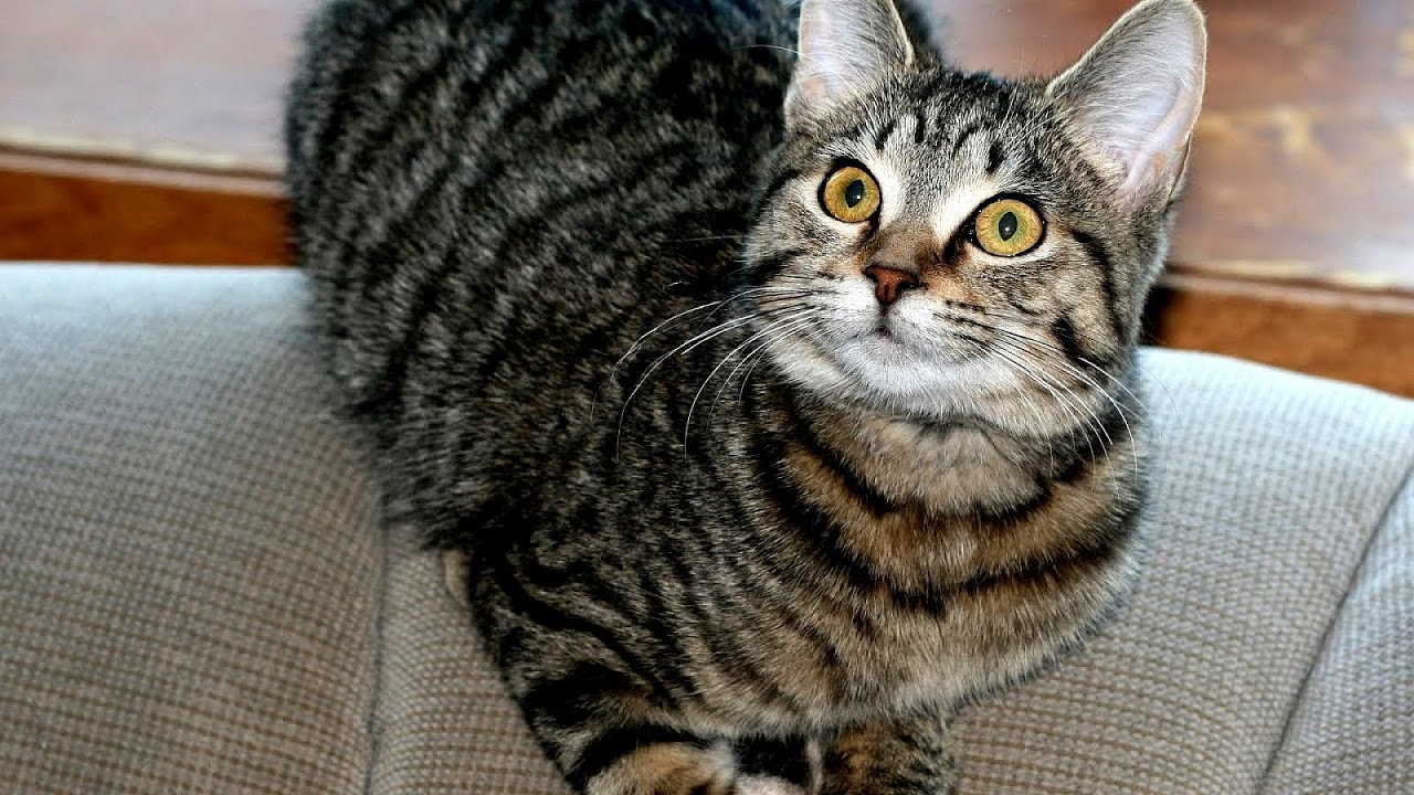 Sombongnya Si Putih Nie! Kenali Personaliti Kucing Ikut Warna Bulu ...